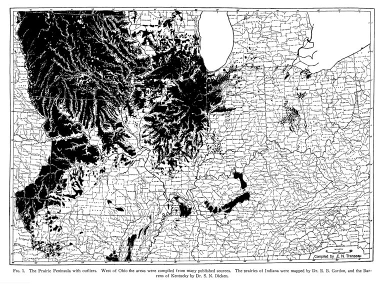 Taking the Measure of a Forest