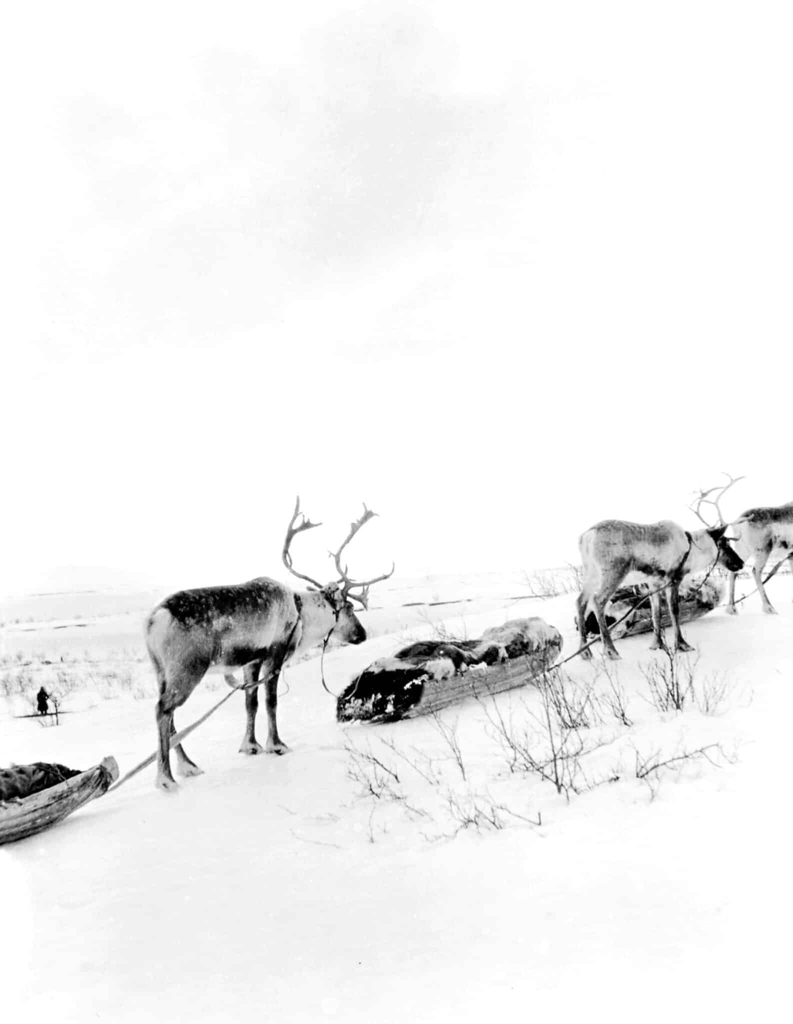 The Displaced