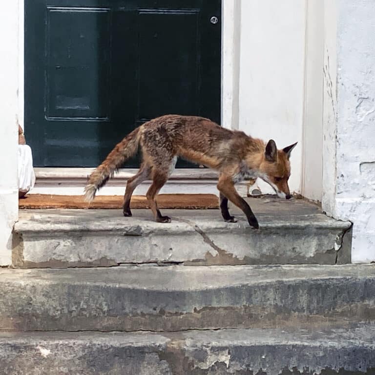 Animal Architecture: In Conversation